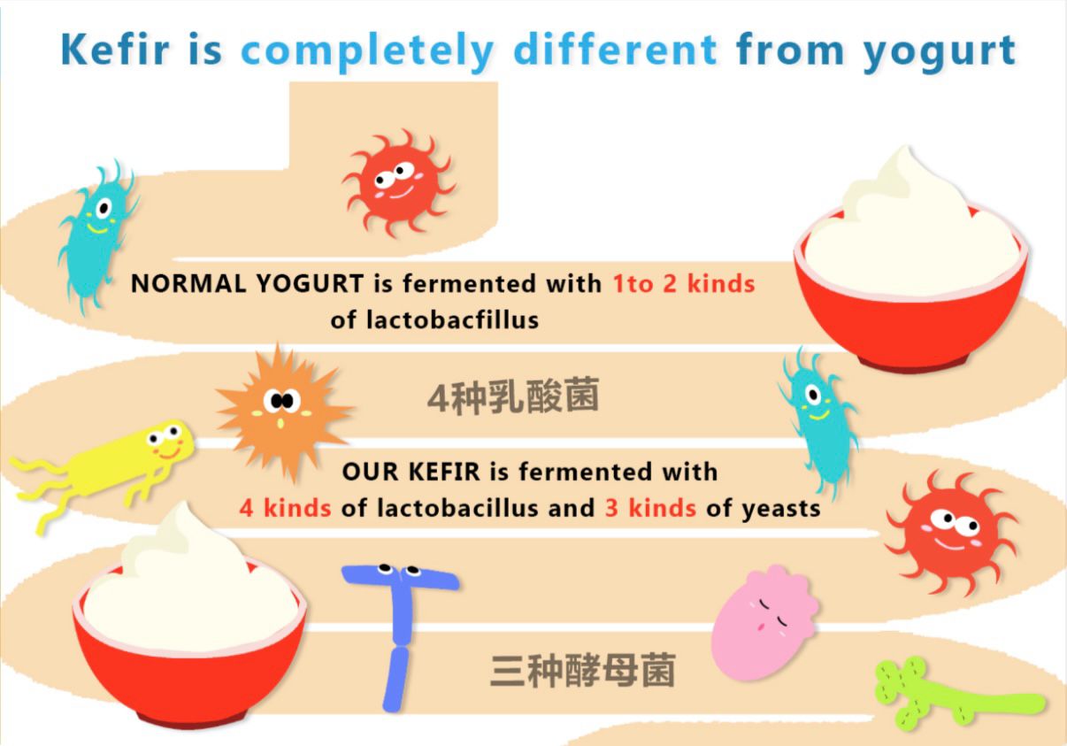 Probiotic/ Kefir/Original Kefir Powder/Home made Kefir/Boost Immunity ...