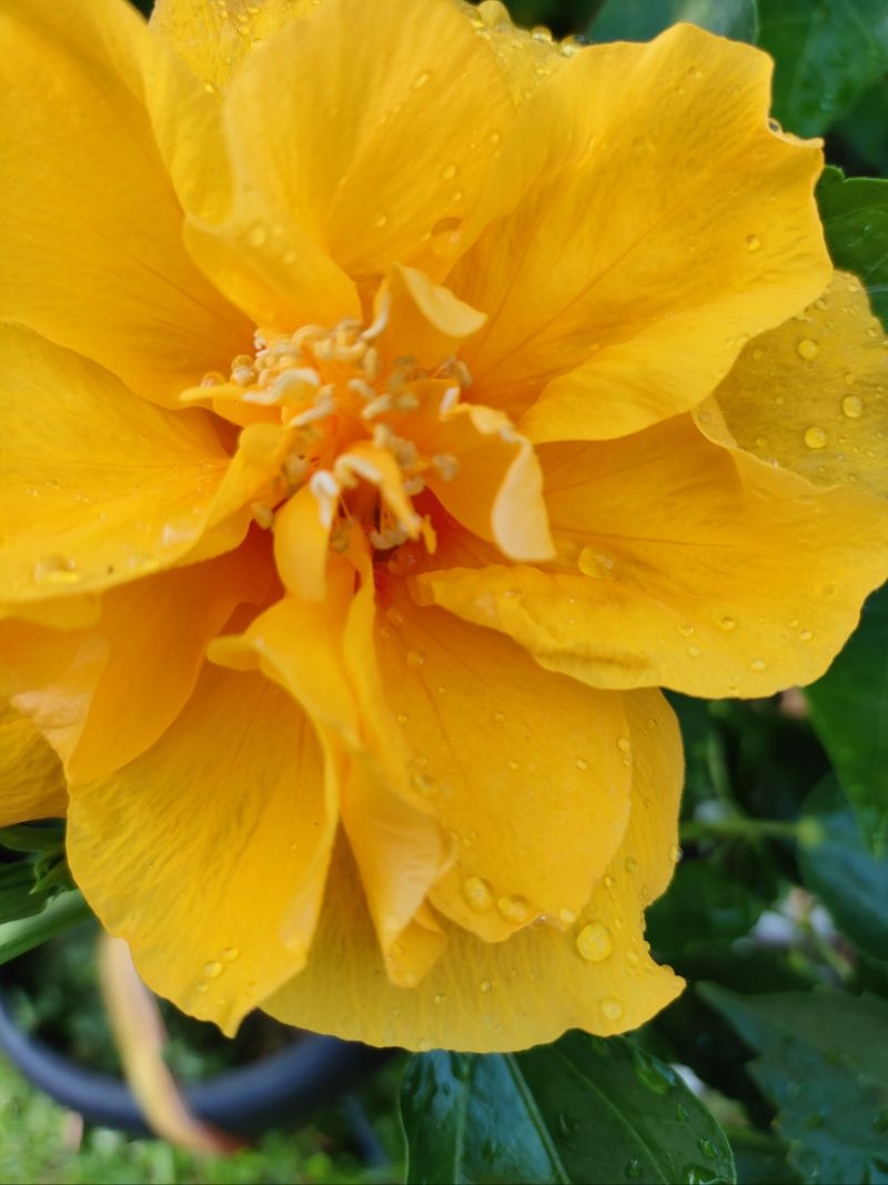 双重瓣(金黄)朱槿花苗/Flower Seedlings Plants (Yellow )Double Hibiscus /Anak ...