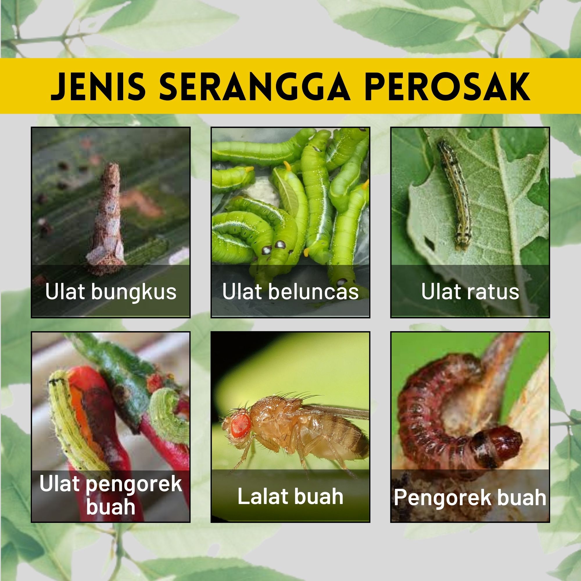 Racun Serangga Cylex 16% Cyperlex 25% ulat penyawang daun penggulung ...