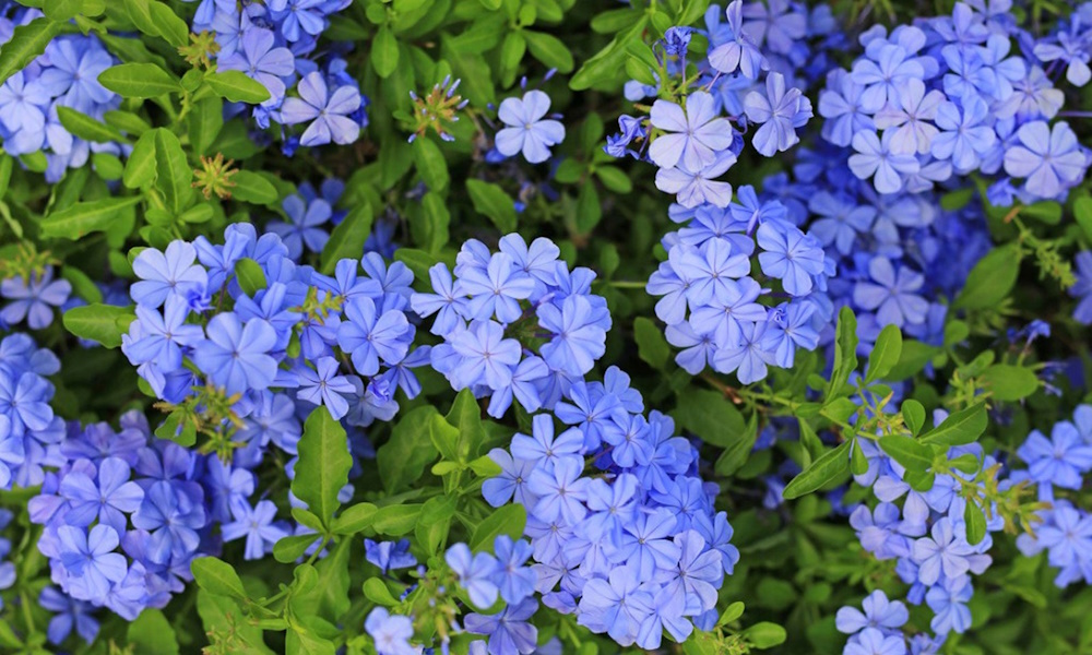 TIADA COD Anak Pokok Bunga Plumbago Putih, Merah, Baby Blue dan ...