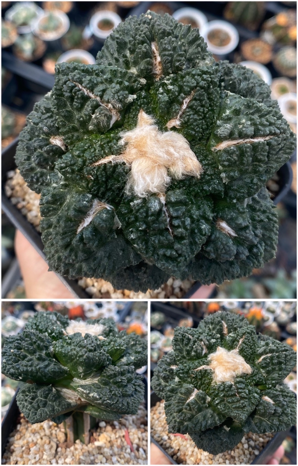 Cactus Ariocarpus Grated and degrated Godzilla frutusus Hitoni ...