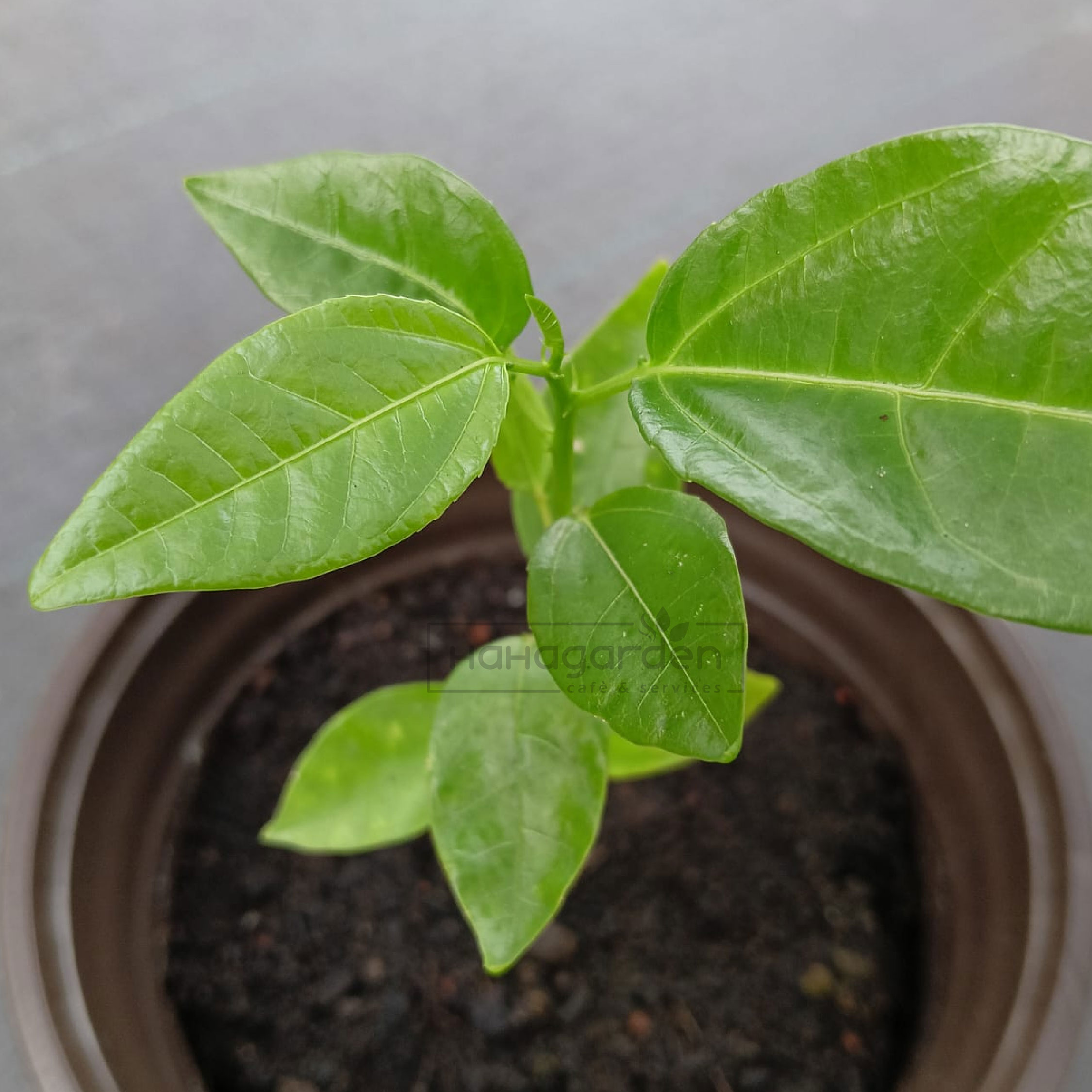 Anak Pokok Buah Markisa Ungu/Purple Passion Fruit (LIVE PLANT) | Shopee ...