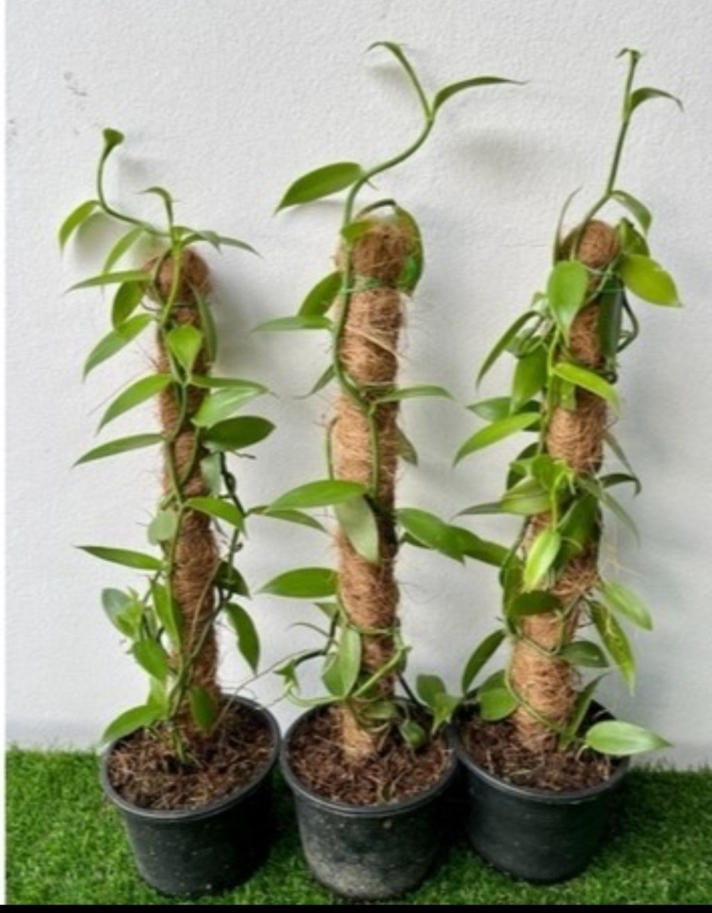 Orkid Vanila Planifolia fragrant bunga rare species(anak pokok ...