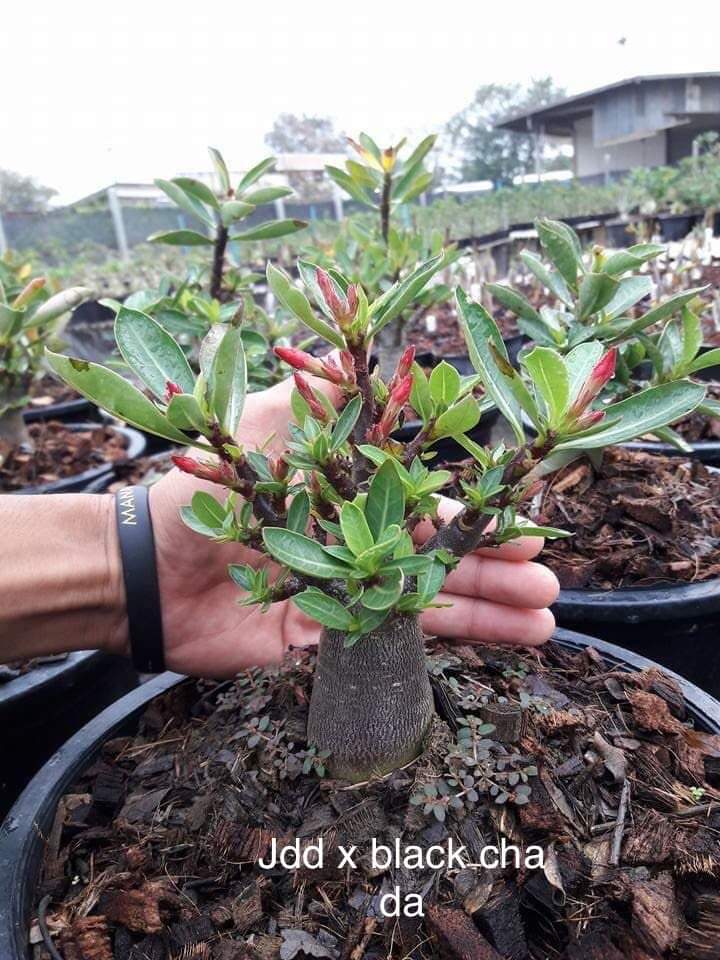 Benih Bunga Kemboja "Jdd x Black Chada"/"Jdd x Black Chada" Adenium Seed/"Jdd x Black Chada ...