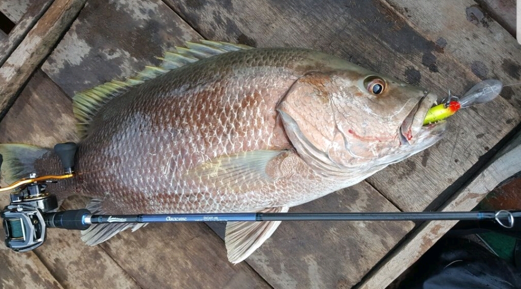 Zerek Amazoniac Arachne Casting Rod | Shopee Malaysia