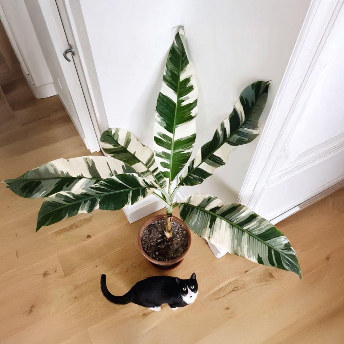 Musa Florida Variegata Variegated Banana white Super rare and beautiful ...
