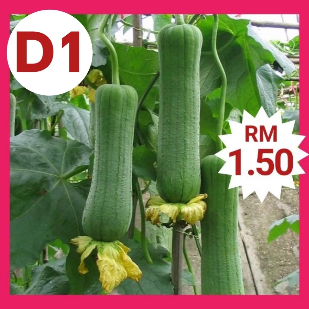 Benih Petola Segi（10+/-）/ Petola Seeds / 菱角丝瓜种子 / Vegetable Seeds ...