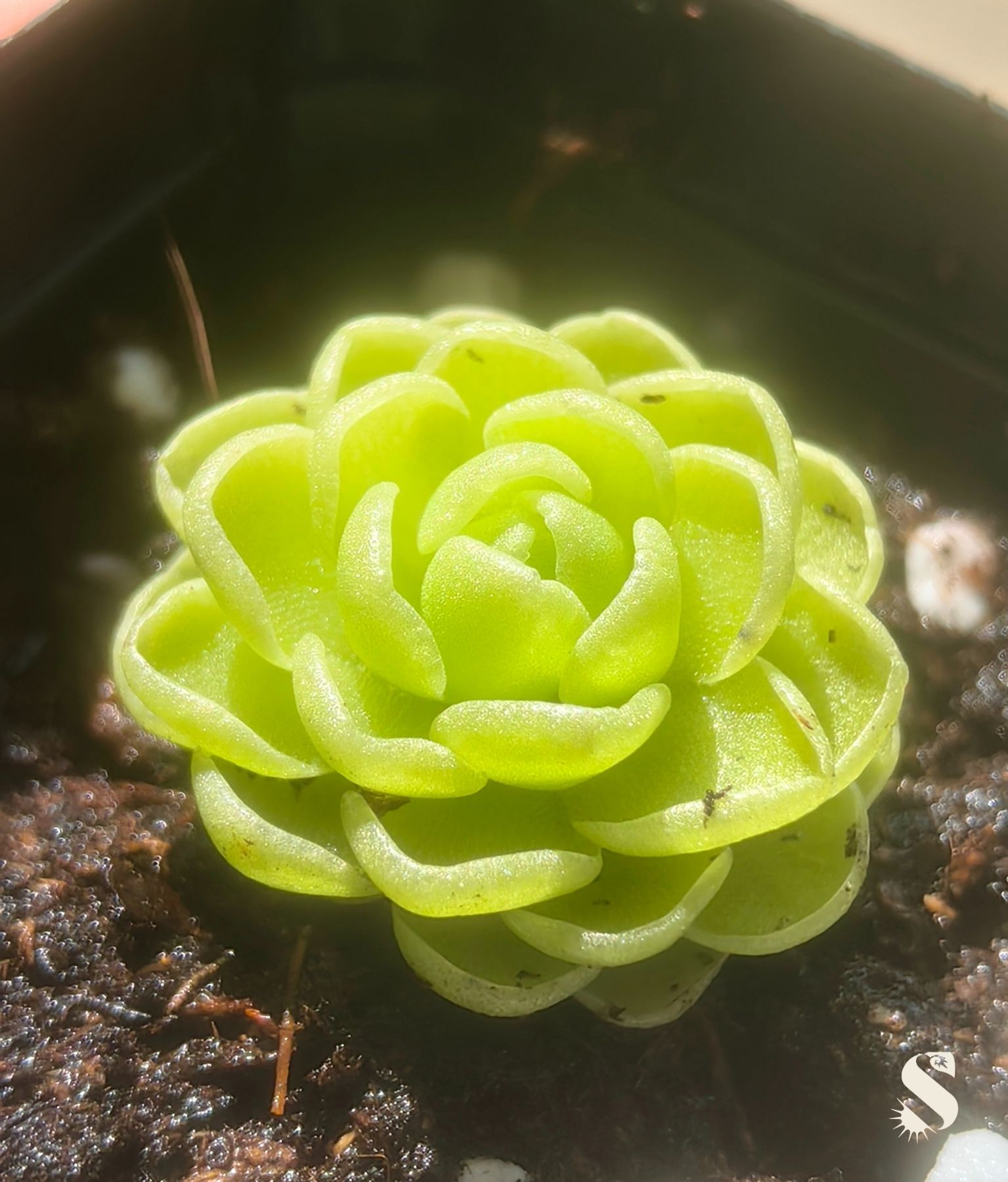 Pinguicula Esseriana Carnivorous Plant, Terrarium, Paludarium, Vivarium ...