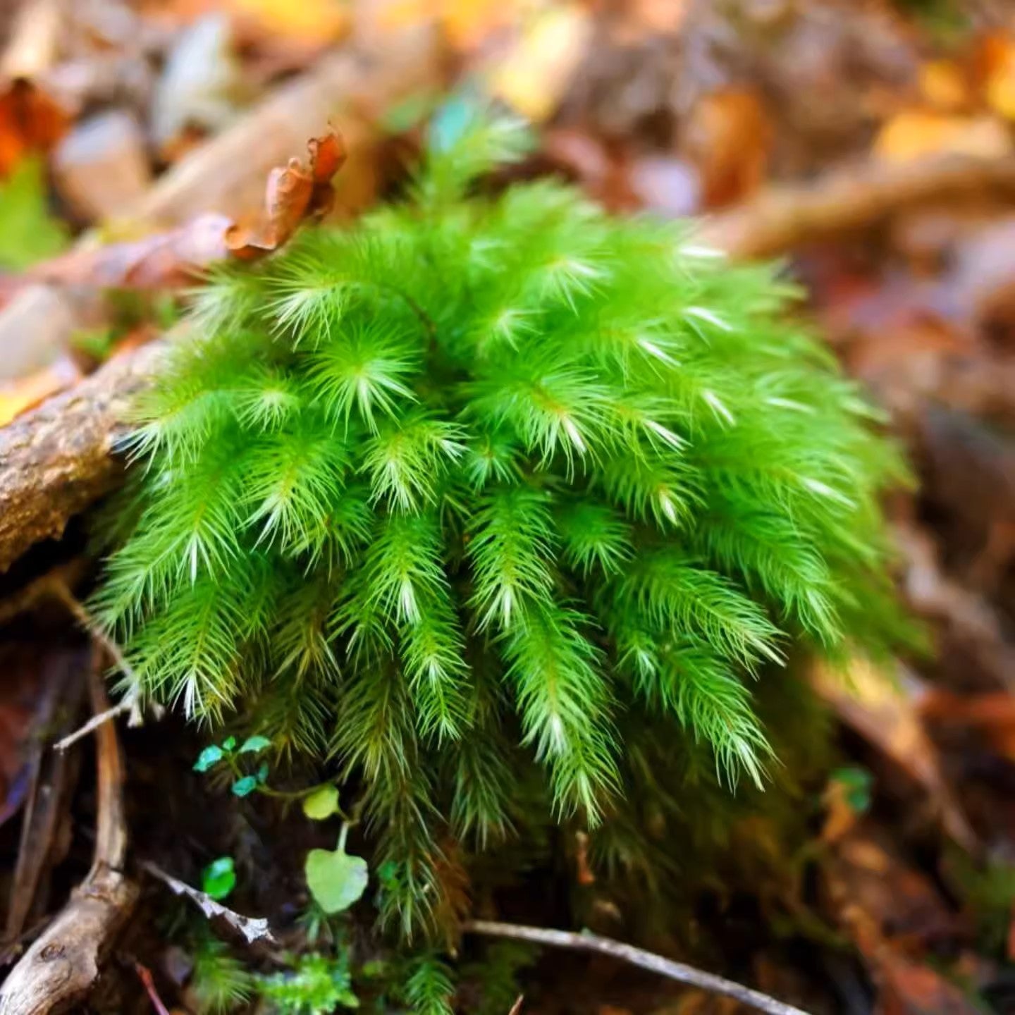 Buy 3 Free 1 Pyrrhobryum Dozyanum Moss, Terrarium Moss, Paludarium ...