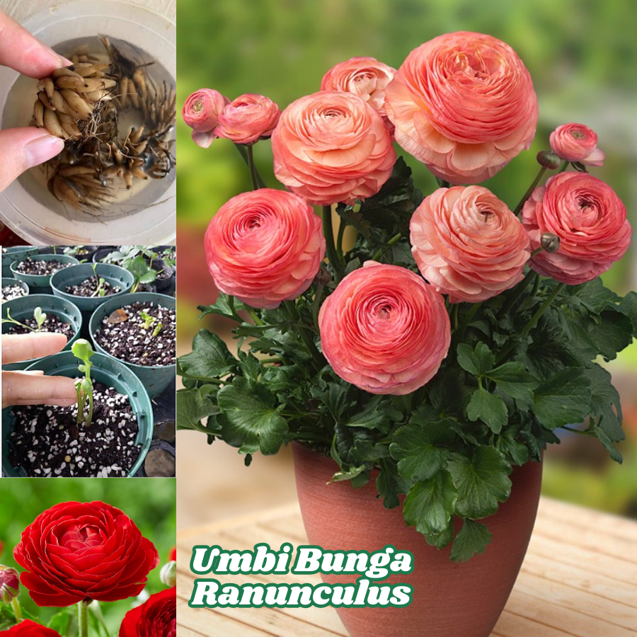 Umbi Bunga Parsi Buttercup Ranunculus Bunga Besar Cantik Mudah ...