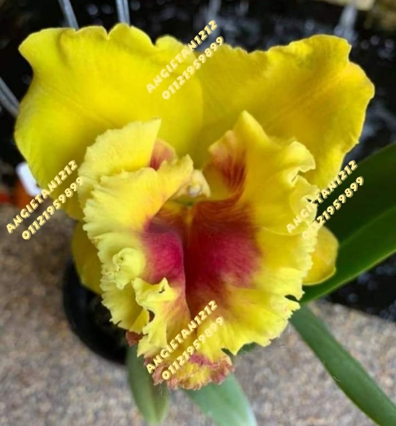 CATTLEYA CUTTING BUNGA WANGI MINIMUM PEMBELIAN 2(JUAL CUTTING TANPA ...
