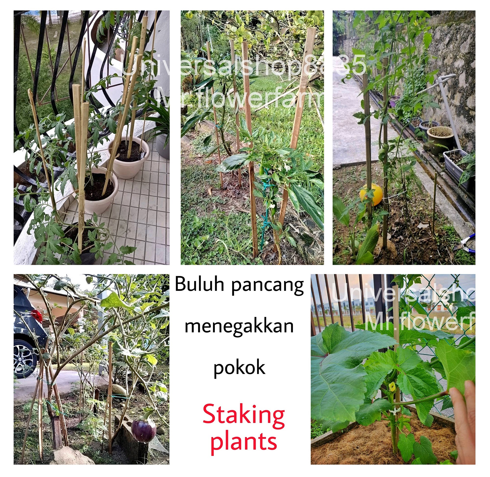 Buluh pancang X1 Pcs 70 -110 cm Bamboo Stick Stacking plants 竹子 ...