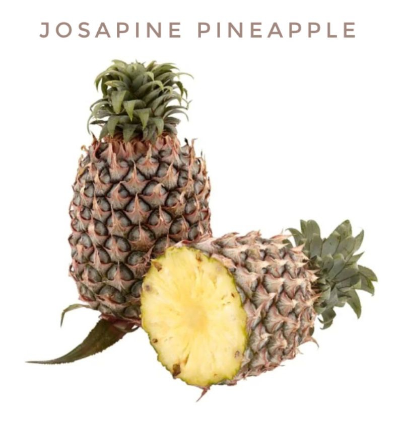 Fresh Josapine / Morris / MD2 Pineapple – Sweet & Juicy | Malaysia Farm ...