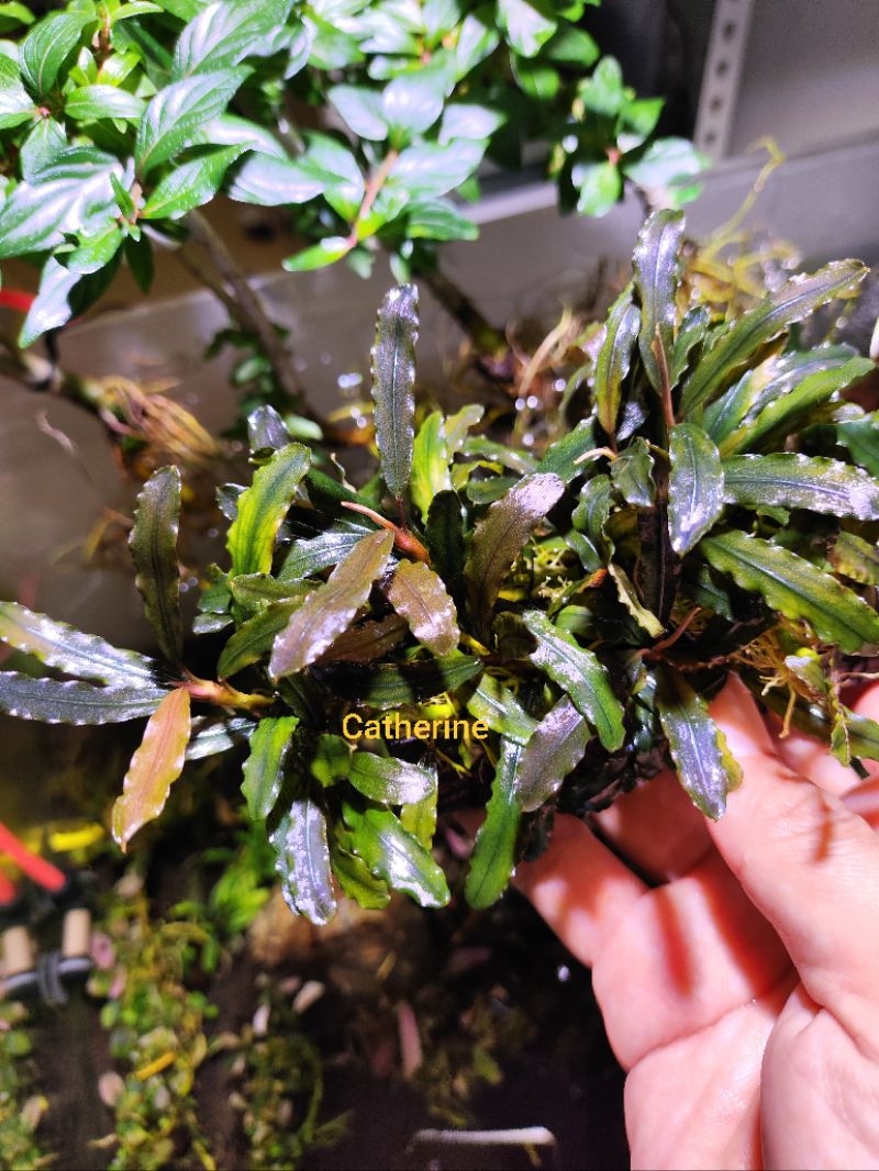 Bucephalandra sp(1stalk 5leaf+-,submerged form) | Shopee Malaysia