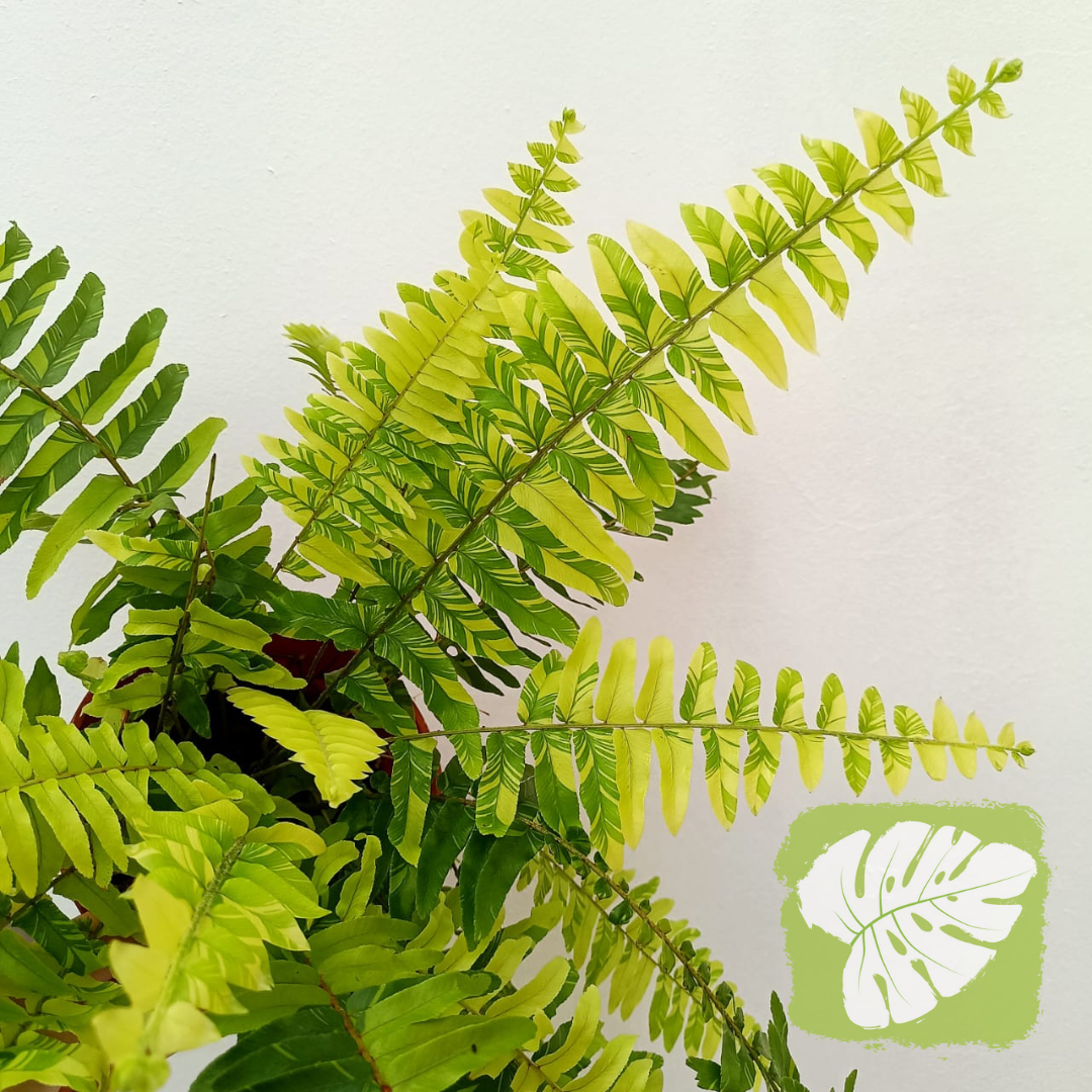 Oak Leaf Fern Variegated Oak Leaf Fern Green 锦化栎叶斛蕨 Variegated Boston ...