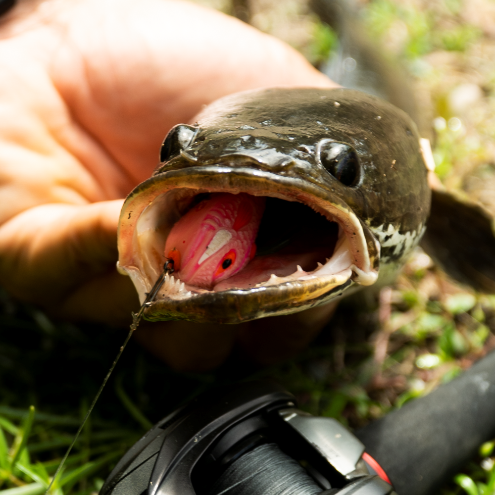 EXP MADBONE MINI Soft Rubber Frog Expert For Snakehead Hunter Haruan ...