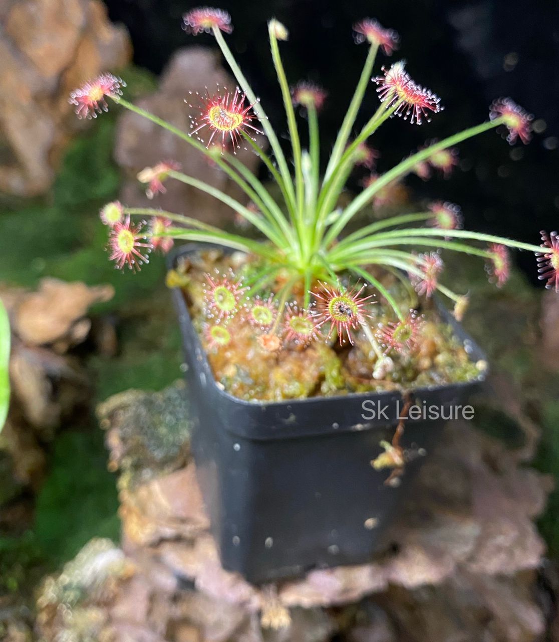 Drosera Paradoxa / Sundews - Live Carnivorous Plants 孔雀茅膏菜 >Malaysia ...