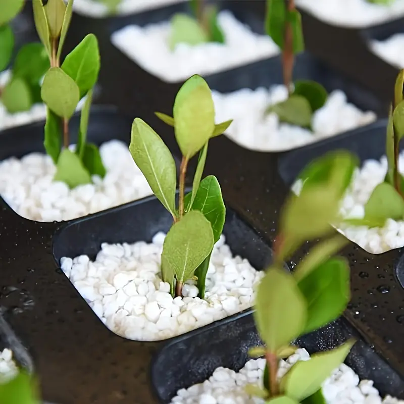 Perlite 珍珠岩 3-5mm For Cactus & Succulents Soil Volcanic Perlite ...