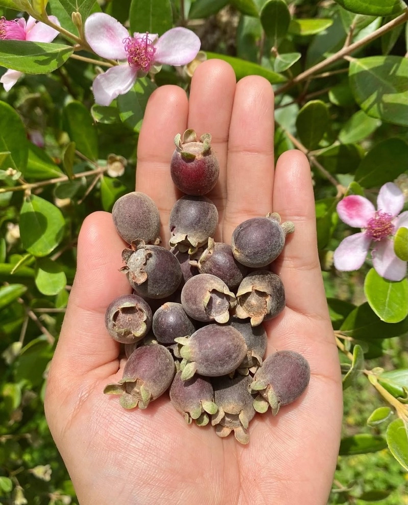 rina • anak pokok karamunting • kemunting keremunting rhodomyrtus ...