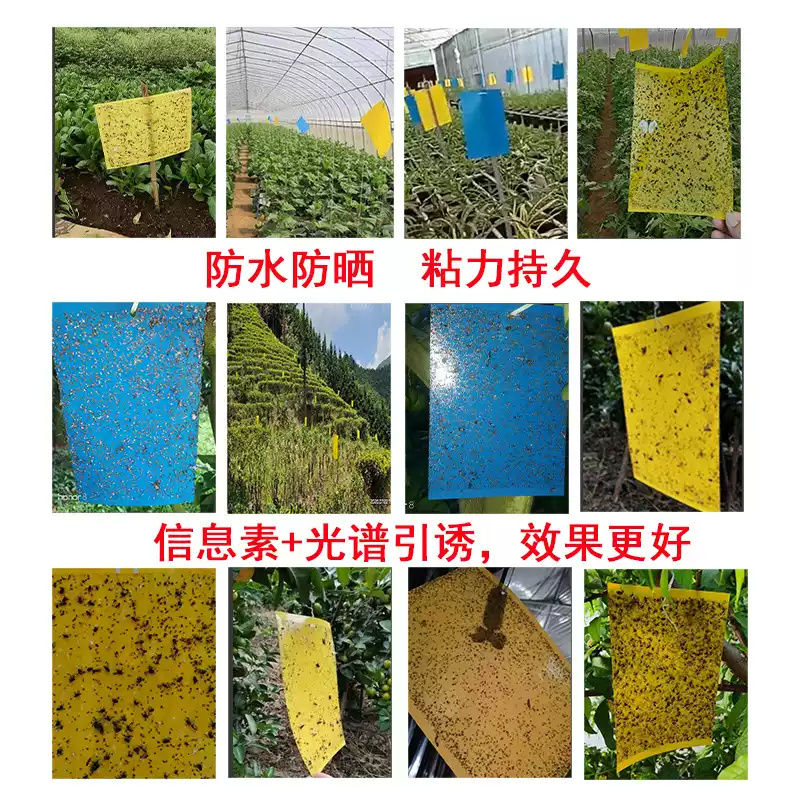 50pcs Double Sided Insect Sticker Board Fruit Fly Trap Yellow Blue ...