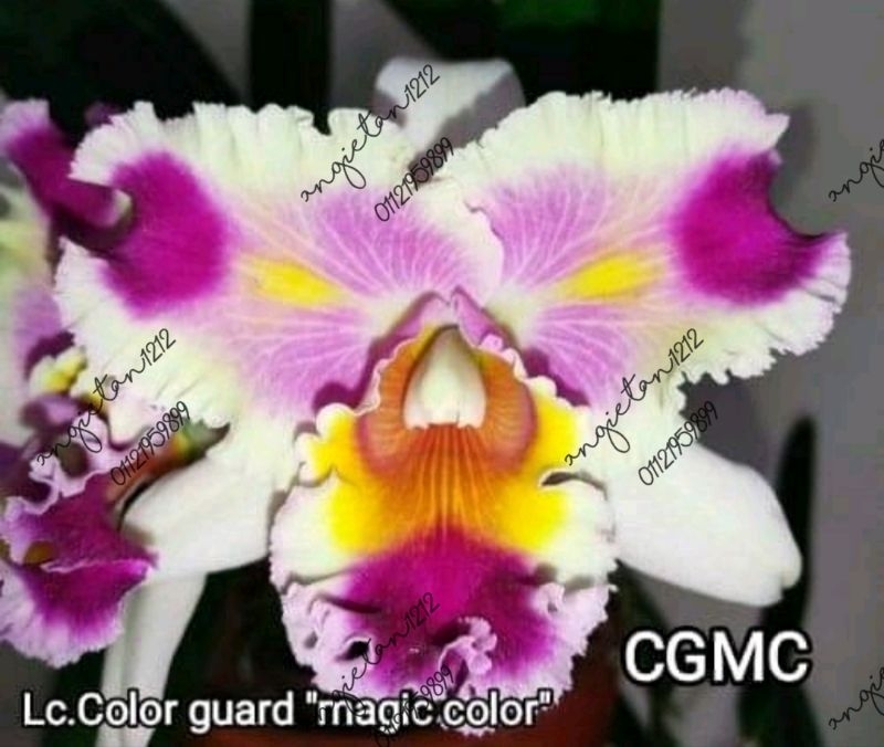CATTLEYA CUTTING BUNGA WANGI MINIMUM PEMBELIAN 2(JUAL CUTTING TANPA ...
