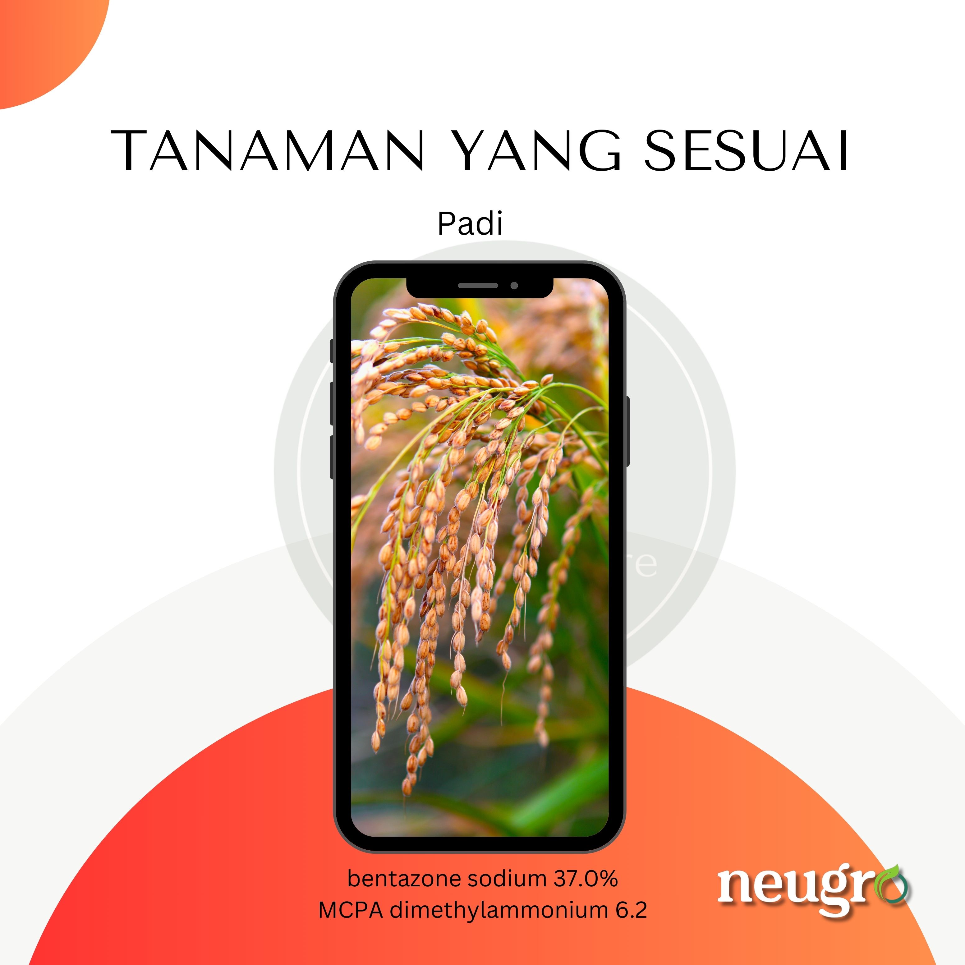 BASF Basagran M60 1L Herbicide Racun Rumpai Rumput Keladi Agas / Racun ...