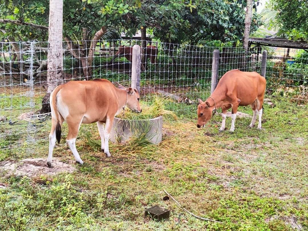 Pagar Cyclone 4/5/6Kaki Griplock 2.5 Pagar Kambing Cyclone Fence Pagar ...