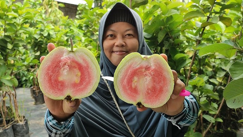 Anak Pokok Jambu Batu Pink Seedless aka Hong Pau Ser/Red Diamond ...
