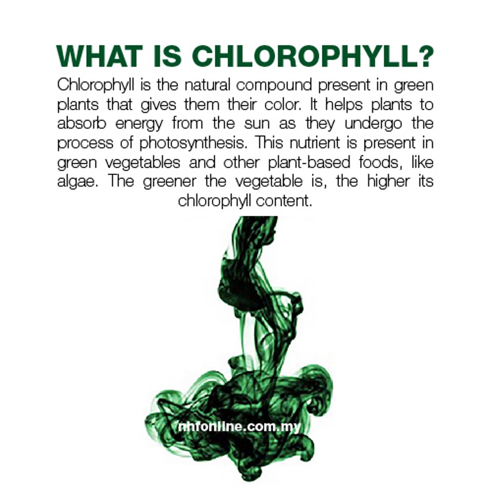 NHF Bio Chlorophyll HALAL (500ml) Liquid Chlorophyll + Aloe Vera, Detox ...