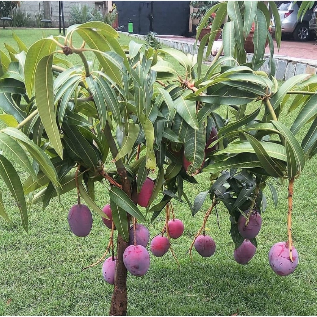 rina • anak pokok mangga irwin • live plant fruit sapling pokok hidup ...