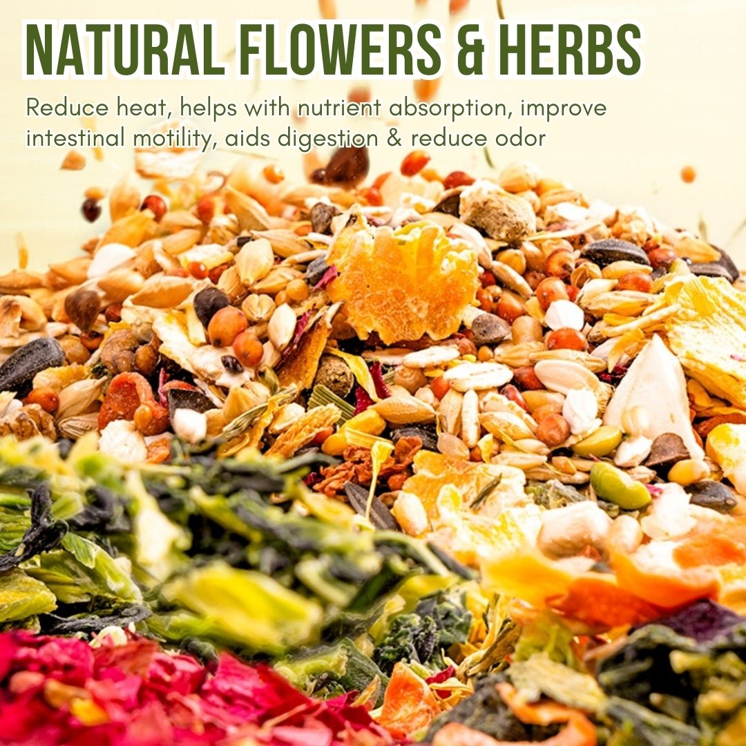 Jonsanty Full Stage Hamster Food Freeze Dried Walnut Hamster feed ...