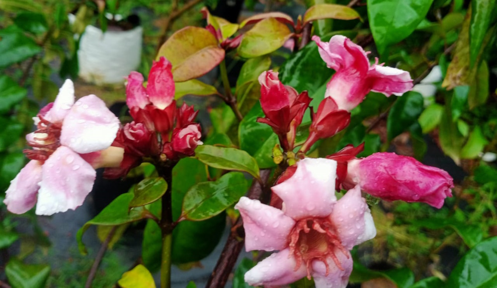 Anak Pokok Rose Allamanda (Strophanthus Gratus/Climbing Oleander ...