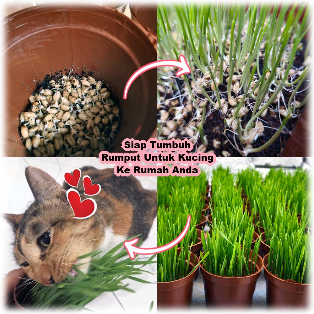 Rumput Kucing😻Siap Tumbuh Ready To Eat😻Cat Grass makanan kucing cat ...