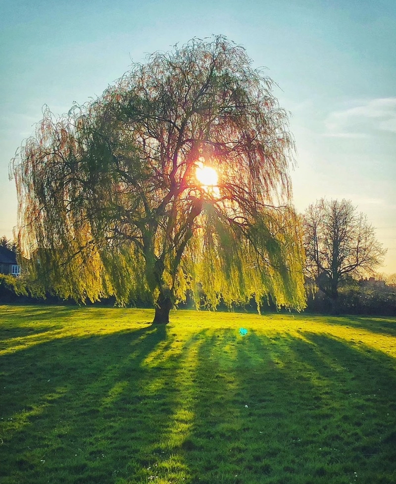 RINA • pokok janda merana • salix babylonica weeping willow tree ...