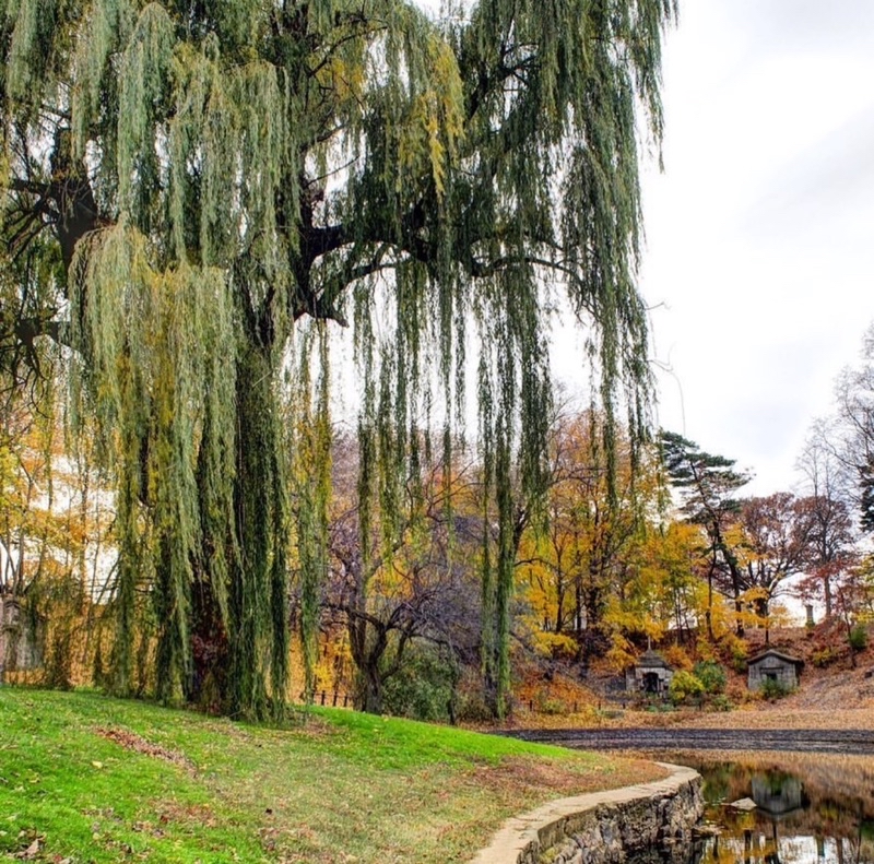 RINA • pokok janda merana • salix babylonica weeping willow tree ...