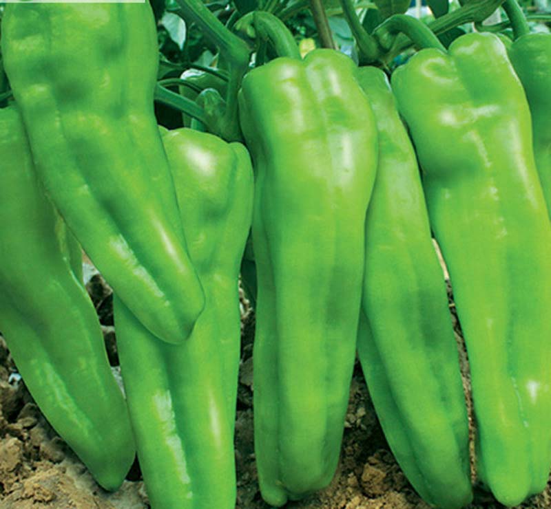 Biji benih lada besar 20 pcs per pack /Big cayenne chilli seeds/大牛角椒种子 ...
