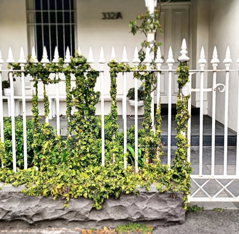 rina • pokok ara jalar 1 bag kecil • one bag ficus pumila creeping fig ...