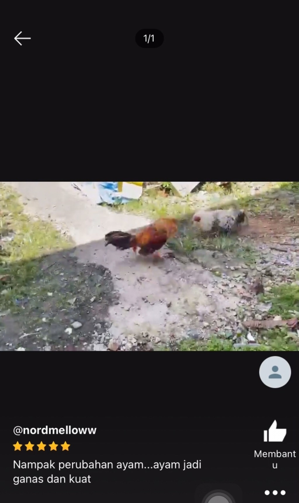 UPGRADE MAJON AYAM FIGHTER VITA AYAM LAGA @ ADU | Shopee Malaysia