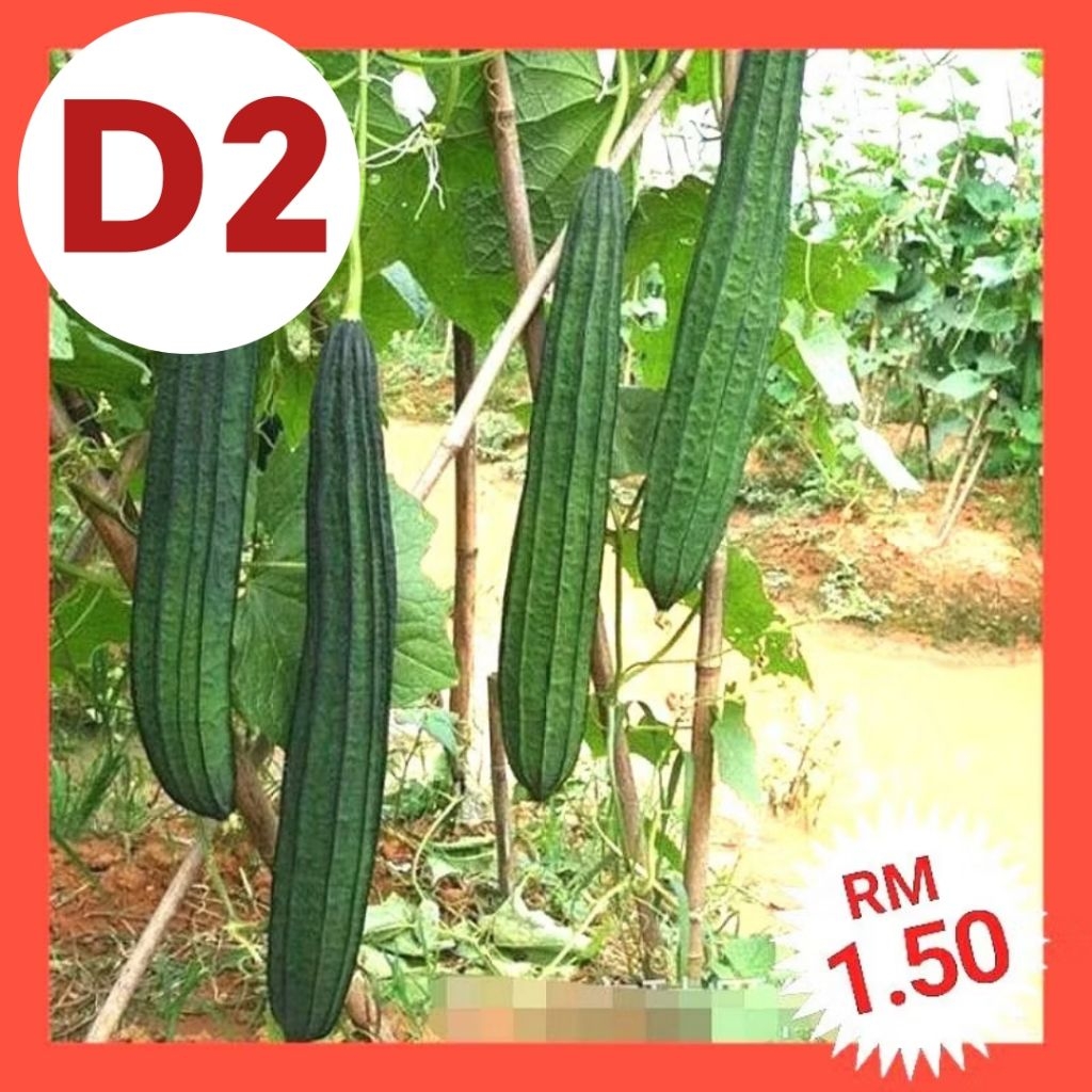 Benih Petola Segi（10+/-）/ Petola Seeds / 菱角丝瓜种子 / Vegetable Seeds ...