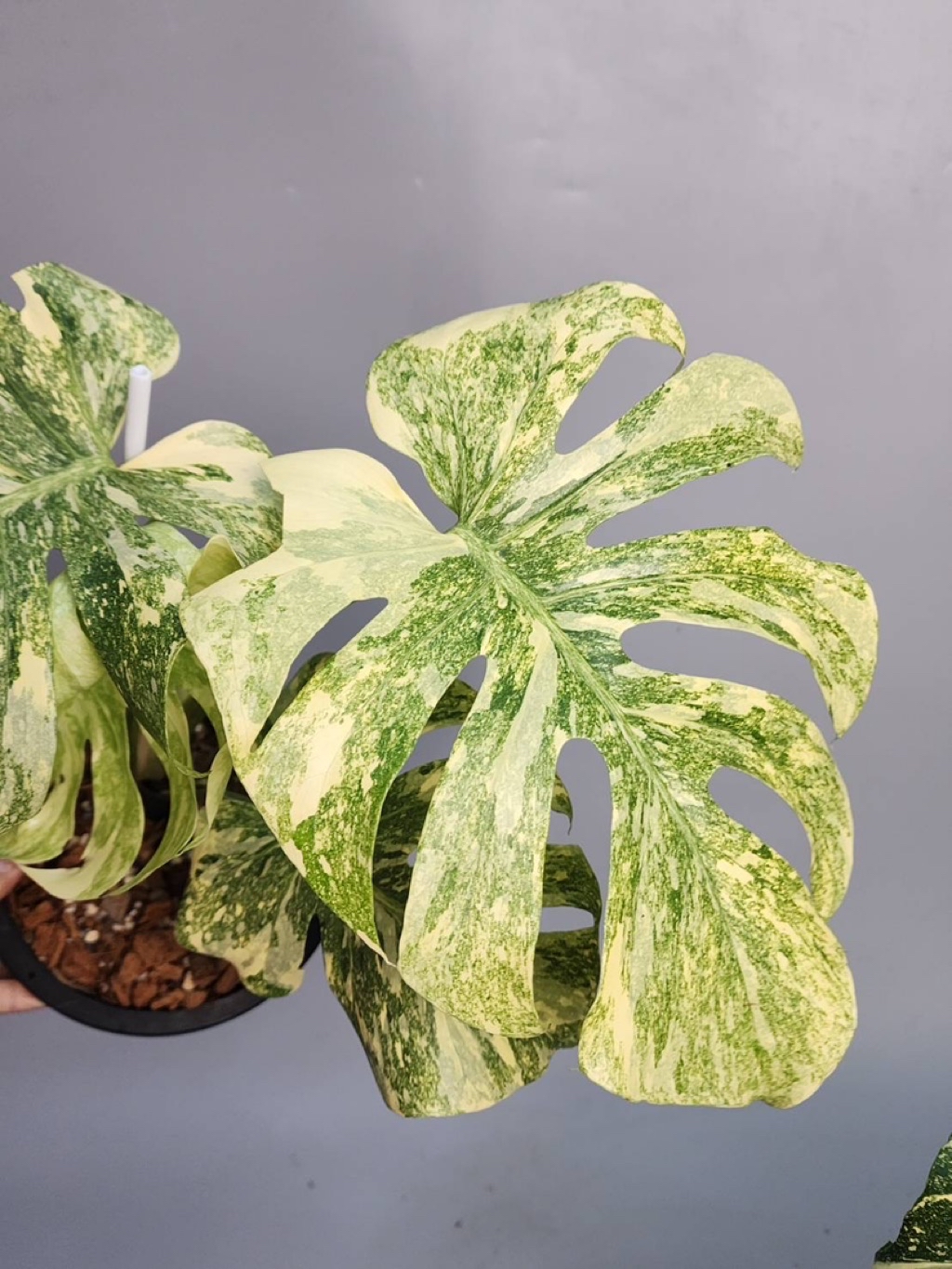 Monstera Deliciosa Legacy | Shopee Malaysia