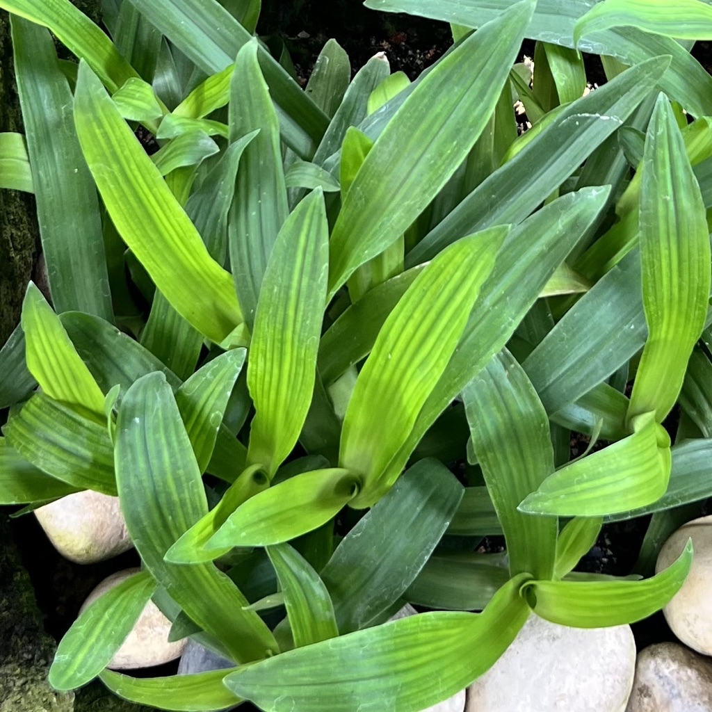 Anak Pokok Rumput Siti Khadijah – (1 pasu 2-3 anak pokok) Herba ...