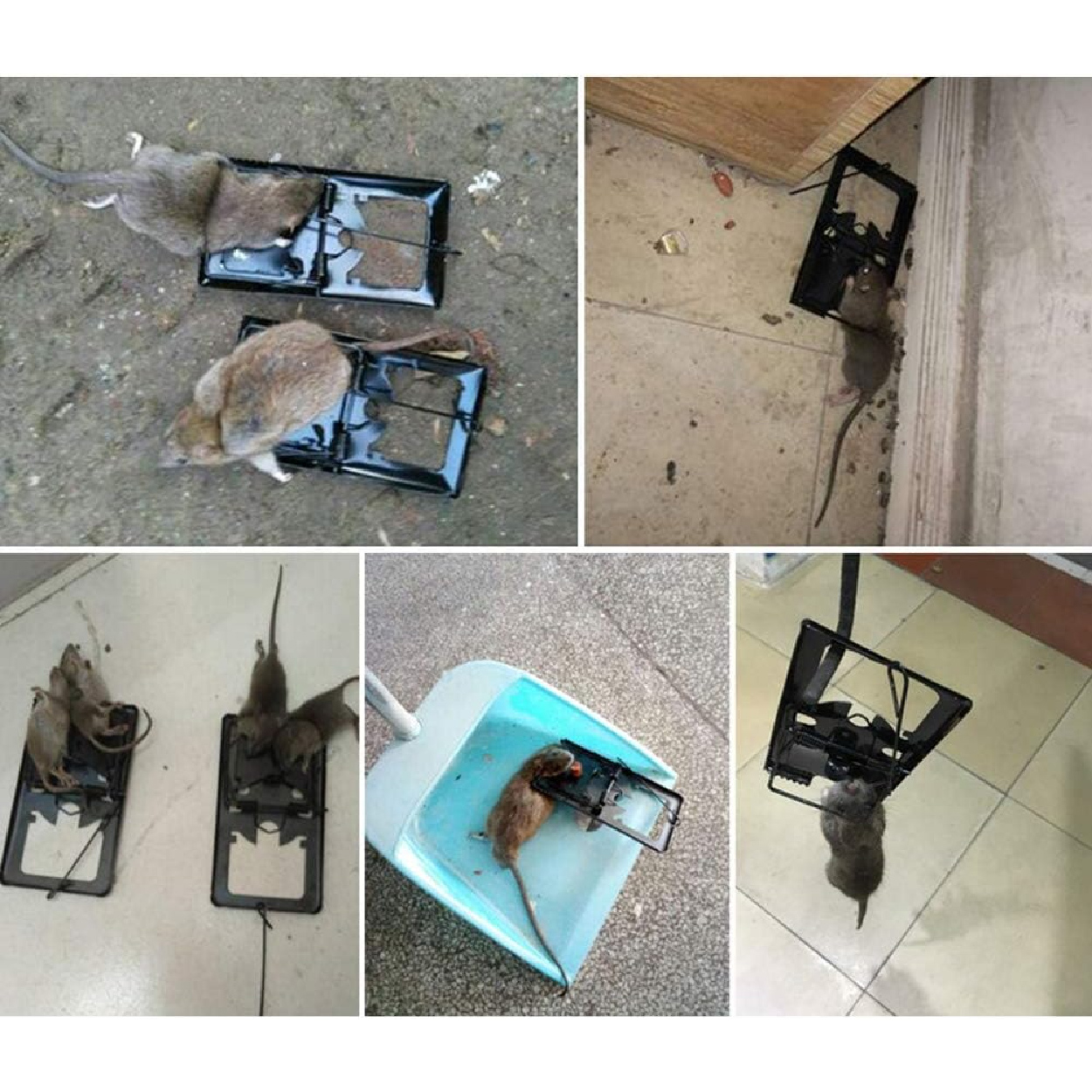 Stainless Steel Strong Spring Mousetrap Mouse Trap Rat Catcher Rodent ...