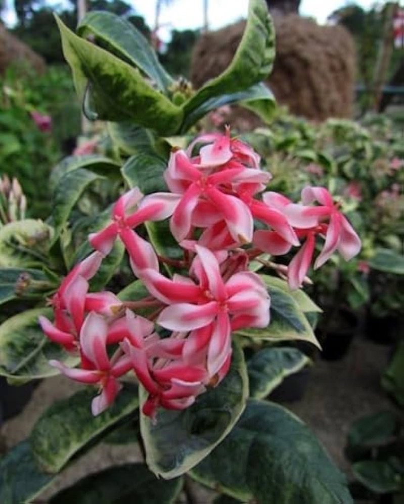 (GG real plant) ixora variegated ^ bunga pokok hidup hiasan rumah luar ...