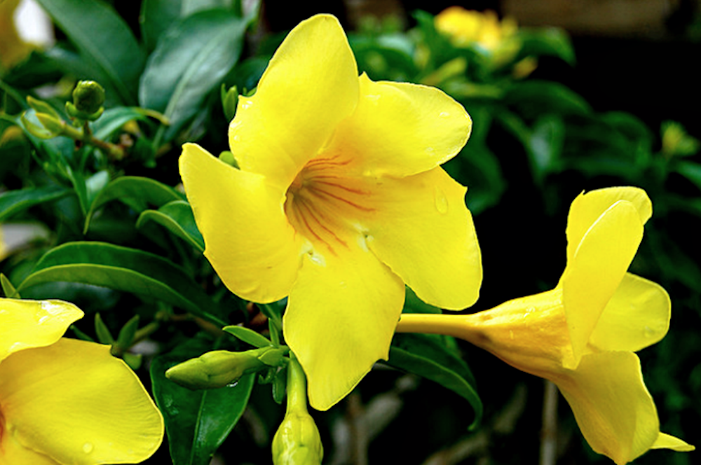 Anak Pokok Bunga Mandevilla Kuning | Shopee Malaysia