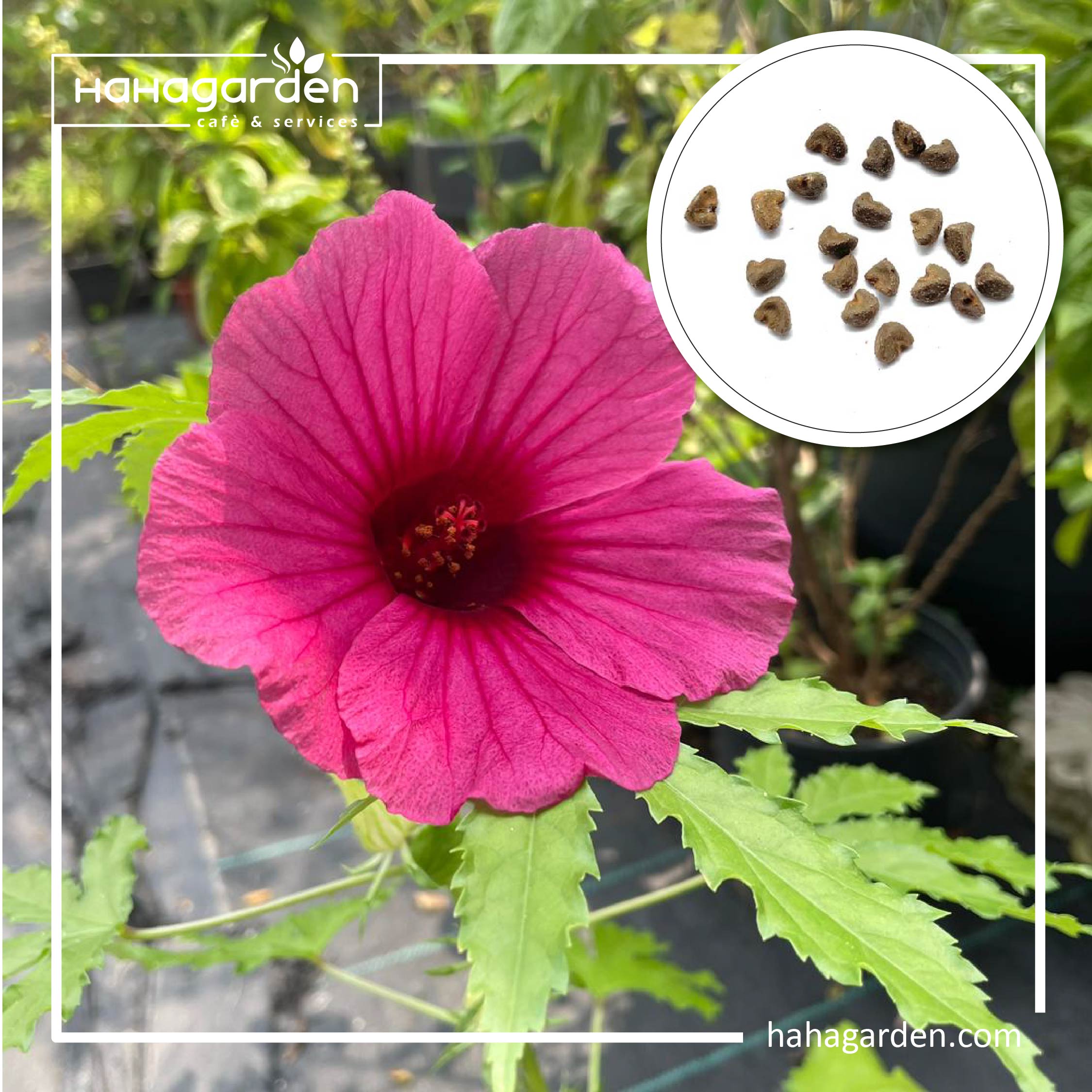 Biji Benih Kenaf (Hibiscus Cannabinus)/ Brown Indian Hemp/ Pokok Bunga ...