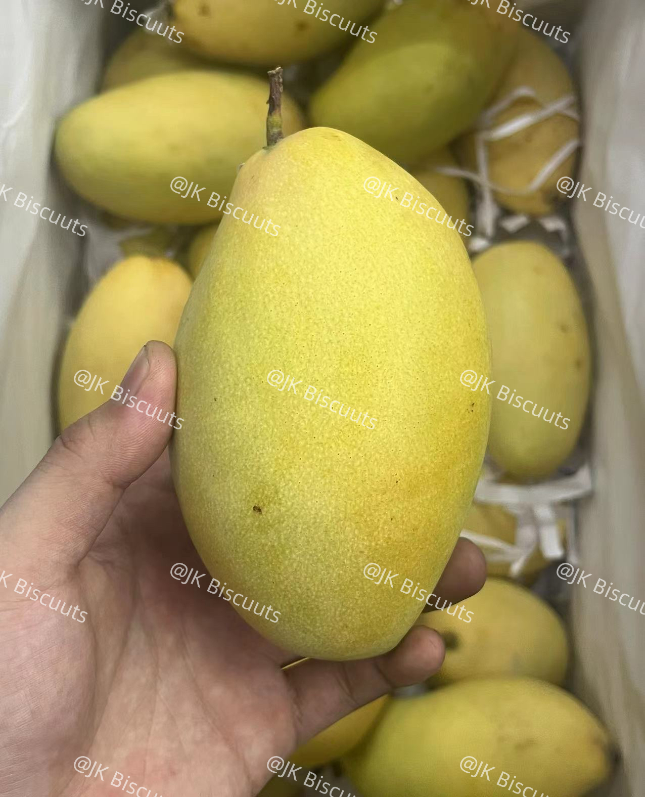 Pelam Susu mas ；mangga susu, Fresh & Manis ; Mango Susu; 鲜甜 芒果 金susu👍👍👍 ...