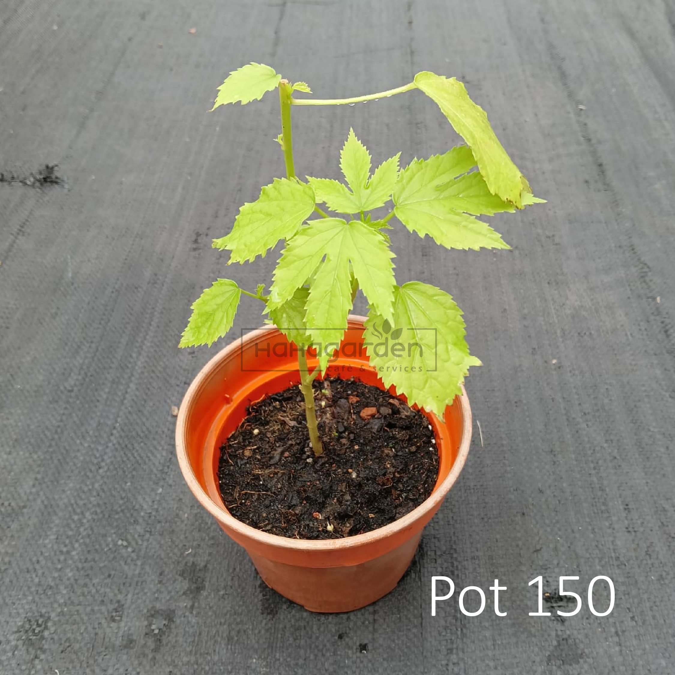 Anak Pokok Kenaf/ Kenaf Sapling/ Bunga Raya Hutan/ Hibiscus Cannabinus ...