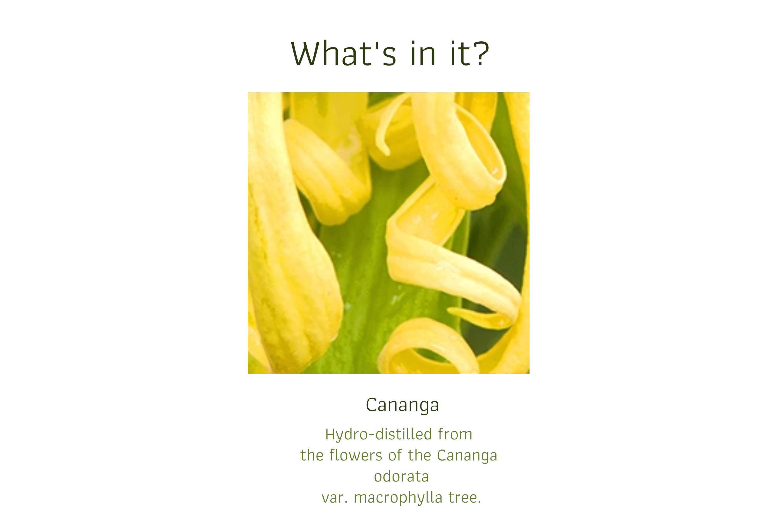 PLANT THERAPY Cananga Essential Oil (10ml) | Shopee Malaysia