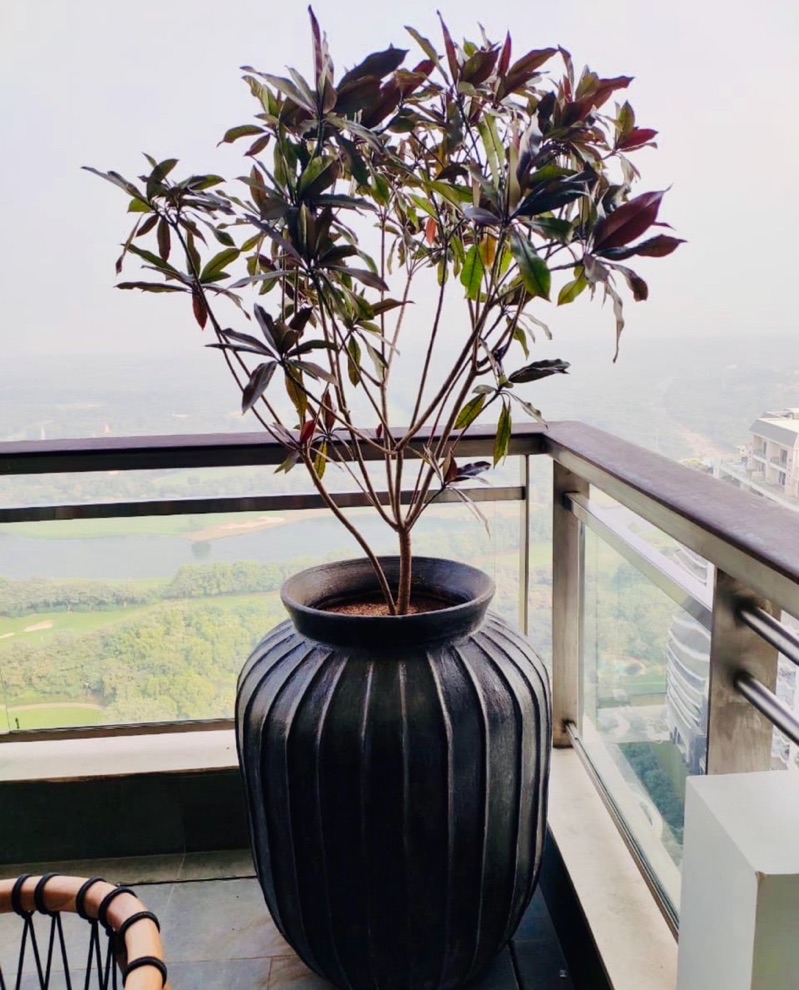 (GG real plant) pong pong red ^ cerbera odollam rubra daun bunga merah ...