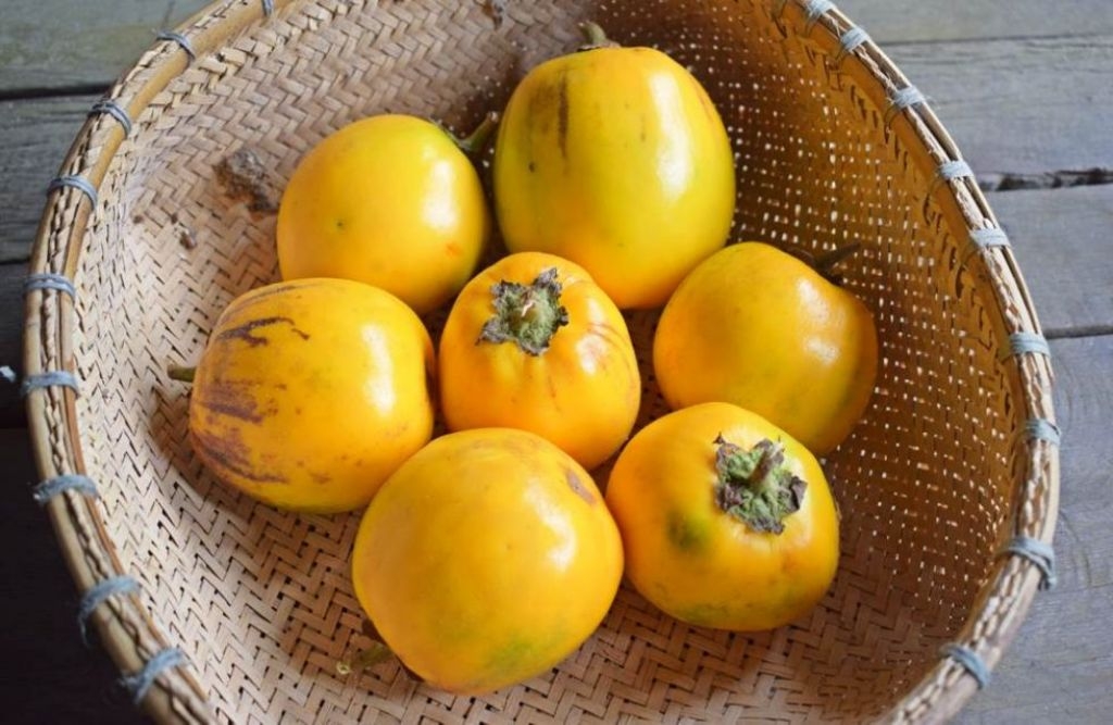 HSK [30pc] TERUNG ASAM SARAWAK TERUNG DAYAK TERUNG IBAN EGGPLANT SEED ...